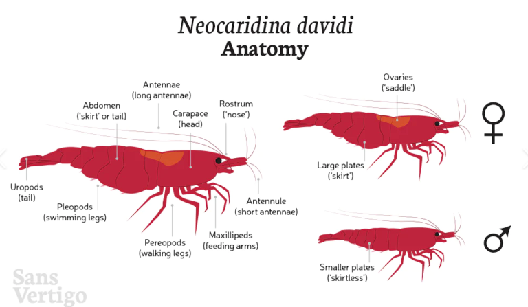 Neocaridina Shrimp Parameters & Info – Musings by FlyingSalmon