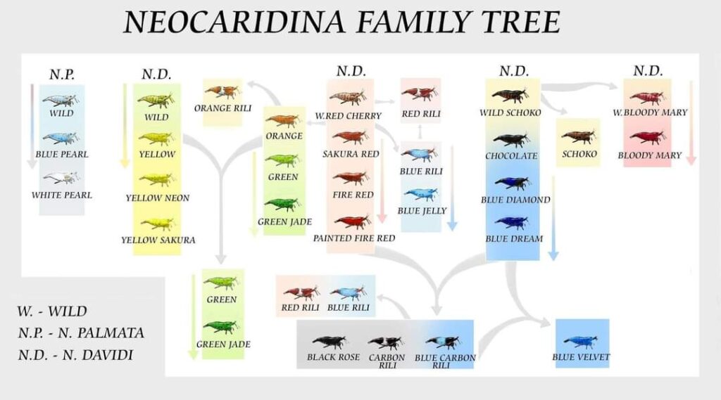 Neocaridina Shrimp Parameters & Info – Musings by FlyingSalmon