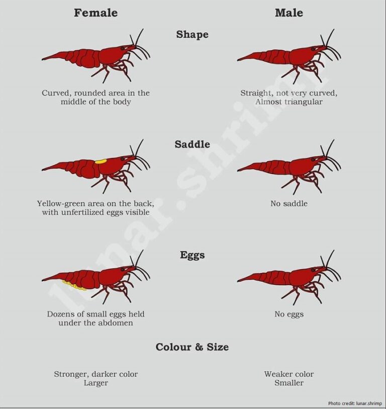 Neocaridina Shrimp Parameters & Info – Musings by FlyingSalmon